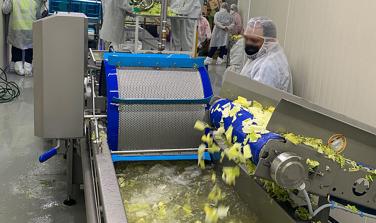 New processing line at lettuce wholesaler meets increasing demand for ...